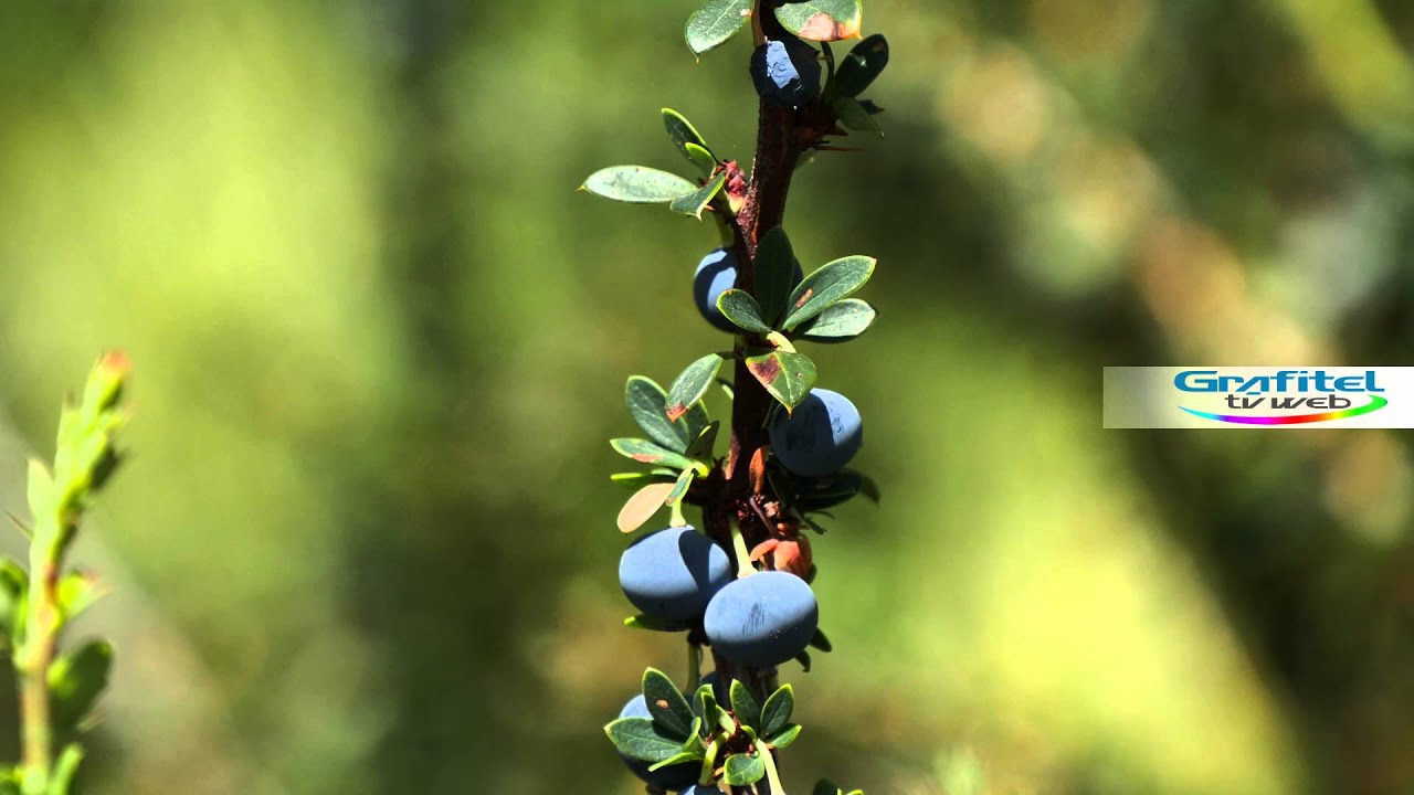 Calafate (berberis microphylla) - YouTube
