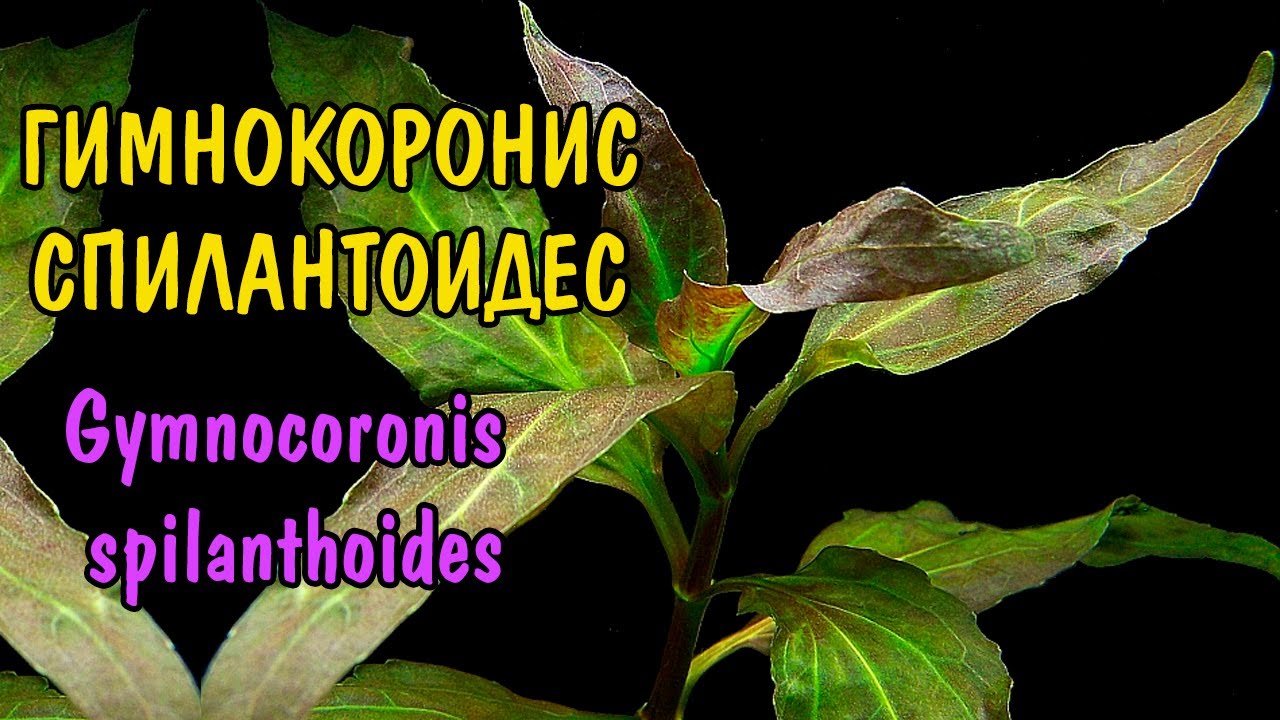 ГИМНОКОРОНИС СПИЛАНТОИДЕС ( Gymnocoronis spilanthoides ) - YouTube