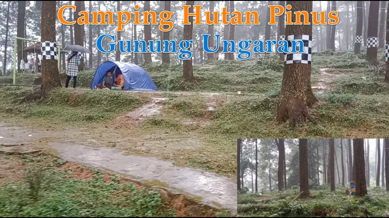 Hutan Pinus Gunung Ungaran | Camping Hutan Pinus Semarang | Wisata Alam ...