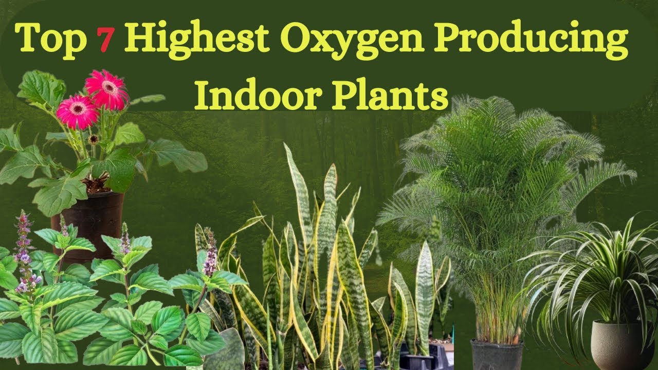 Top 7 Highest Oxygen Producing Indoor Plants - YouTube