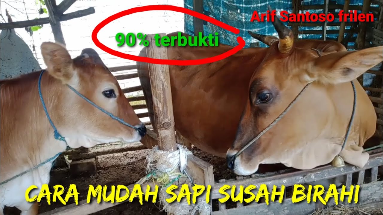 CARA MUDAH AGAR SAPI CEPAT BIRAHI || DARA MAUPUN INDUKAN. - YouTube