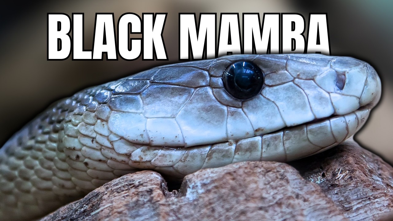 18 Black Mamba Snake Facts That Will Likely Surprise You Snake