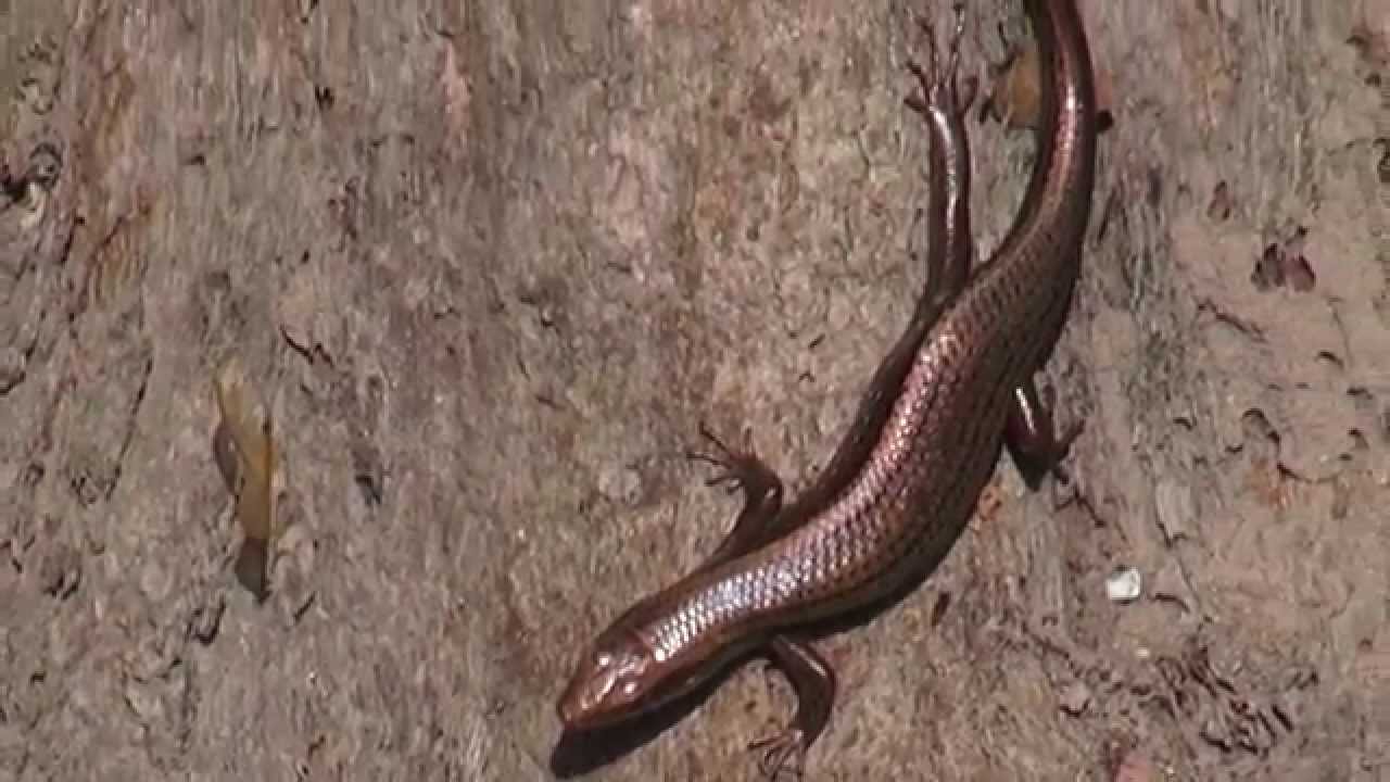 Beautiful Khmer Golden Skink (Eutropis multifasciata) - YouTube