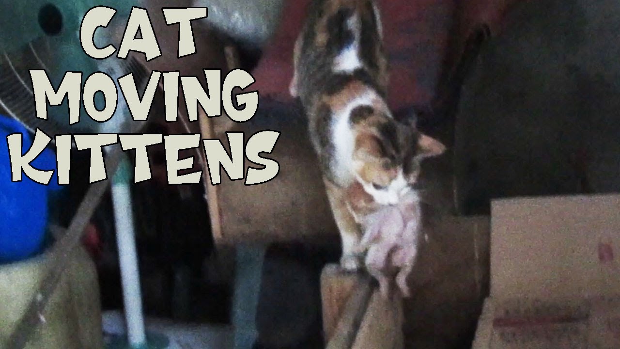 Cat Moving KITTENS - YouTube