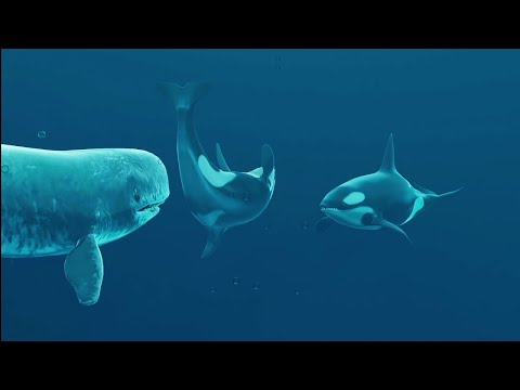 Livyatan vs killer whale