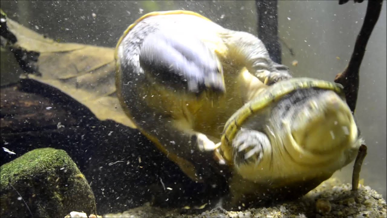 Narrow bridged muskturtle mating(Claudius angustatus mating) - YouTube