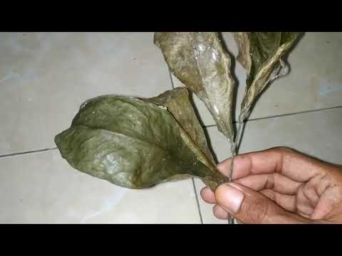 Manfaat daun salam bagi kesehatan, khasiat daun salam