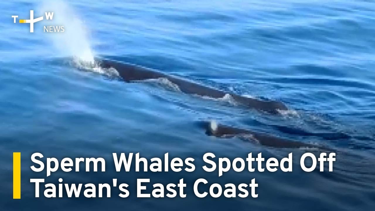Sperm Whales Spotted Off Taiwan's East Coast | TaiwanPlus News - YouTube