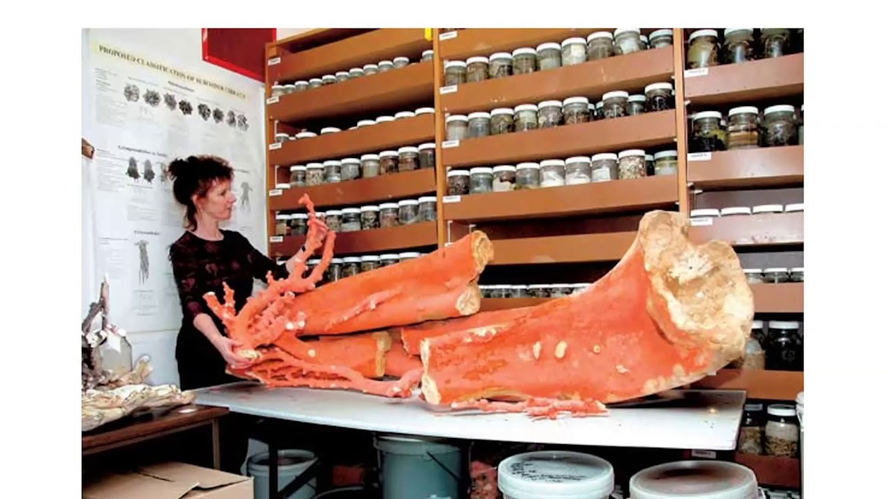 20201020 Helen Bostock - YouTube