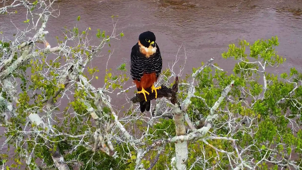 Cauré (Falco rufigularis) - YouTube