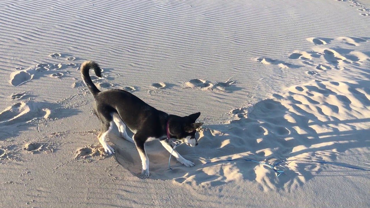 Dune dog - YouTube