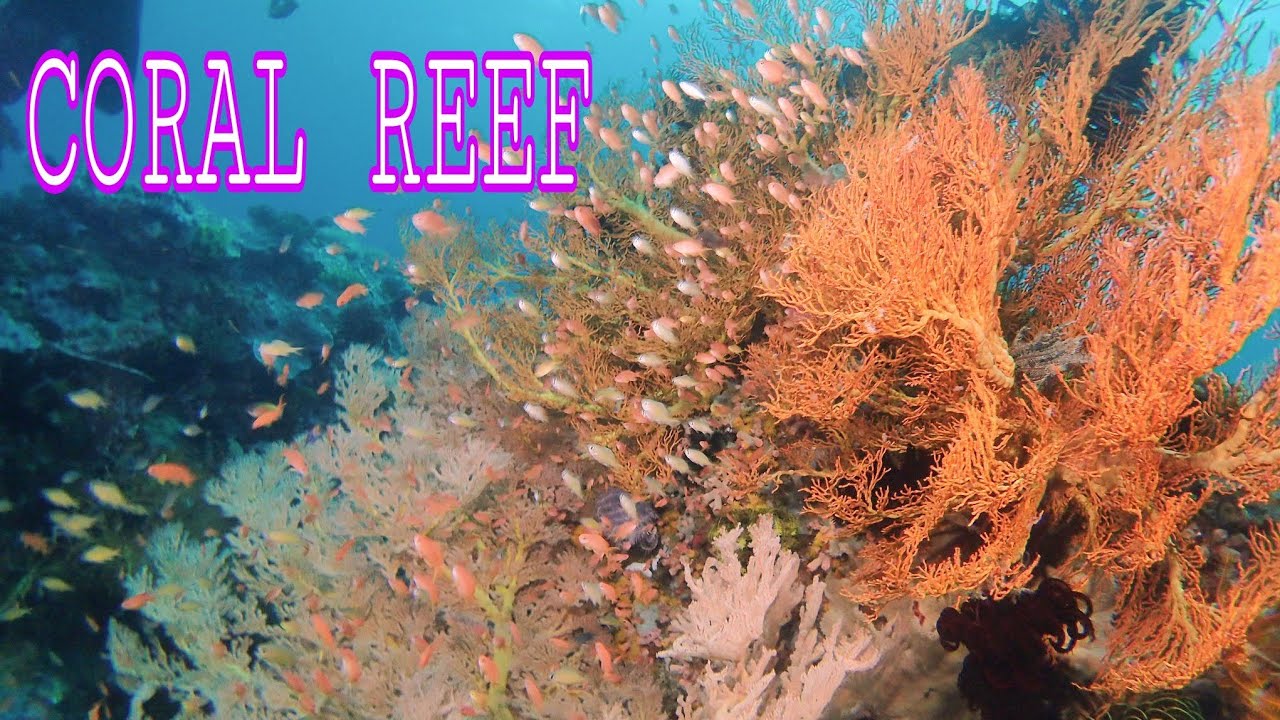 CORAL REEF || Anilao Mabini Batangas #coralreef #seaanimal - YouTube