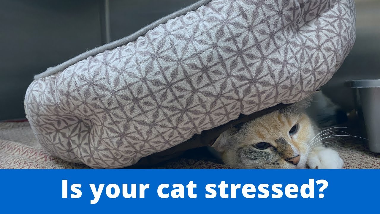 Stressed Out Animal Pictures