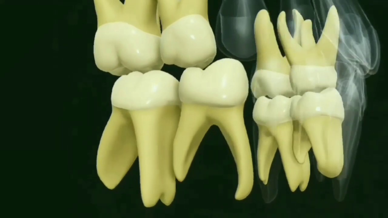 deciduous dentition | primary dentition - YouTube