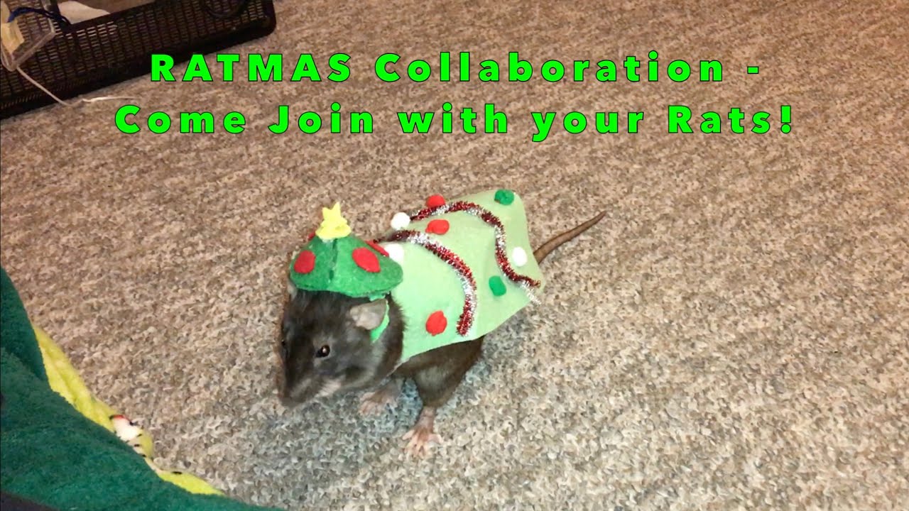 RATMAS Collaboration - Join in with your Rats! - YouTube