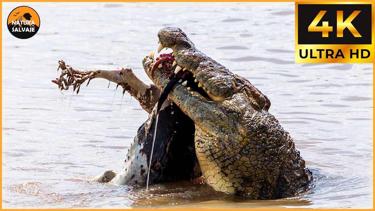 ¡Los Ataques De Cocodrilo Más Locos Jamás Captados Por La Cámara ...