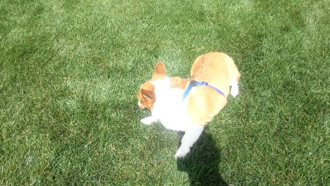 Corgis Rolling in Grass - YouTube