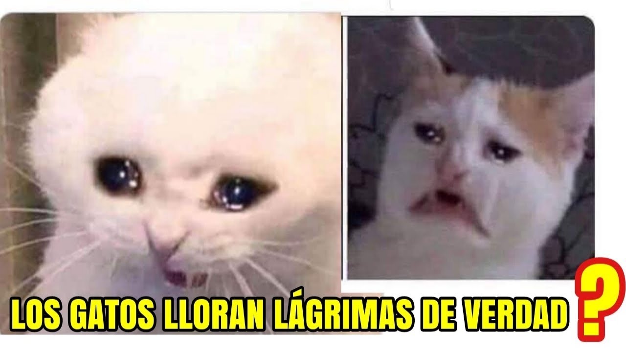 Los gatos lloran lagrimas reales como los memes virales? - YouTube