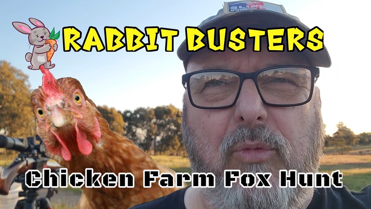 Chicken Farm Fox Hunt #fox #chicken #hunting - YouTube