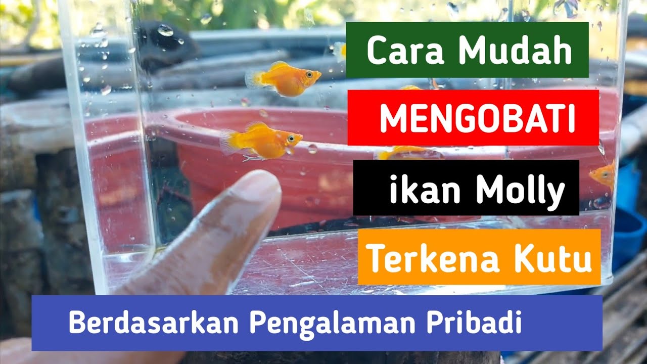 cara membasmi kutu pada ikan molly dan ikan hias lainnya - YouTube