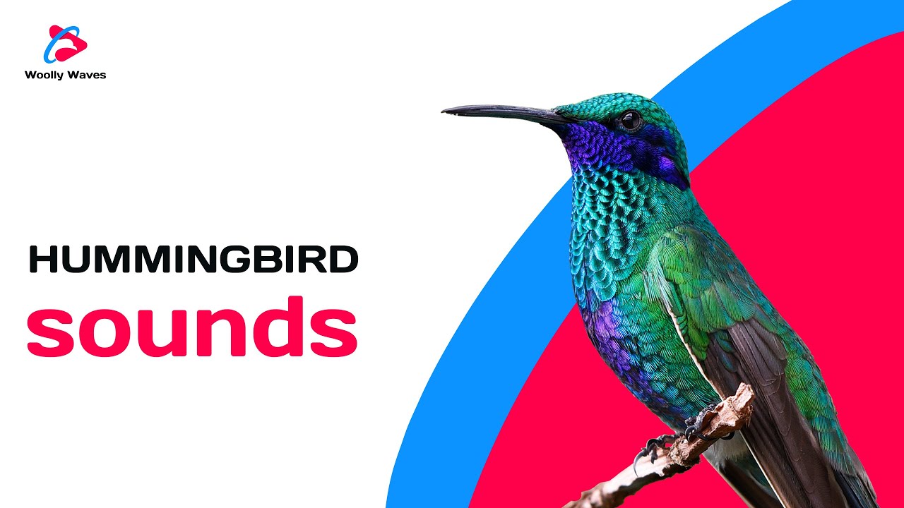 Hummingbird sounds | Enchanting Hummingbird Sounds | As the hummingbird ...