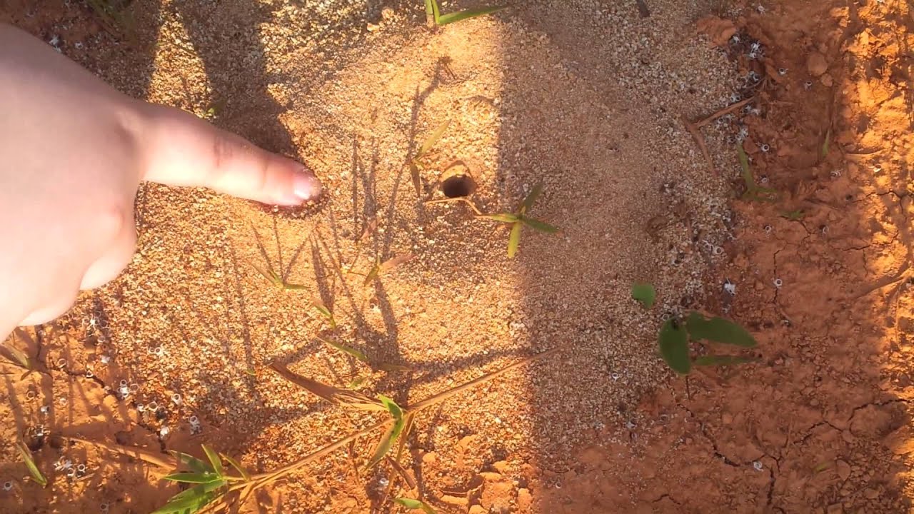 Super fast ants - YouTube