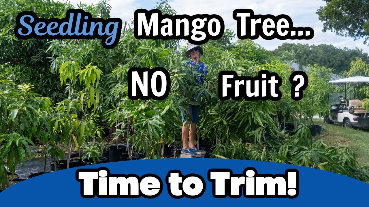 Seedling Mango Tree...No Fruit?? Time to Trim! - YouTube