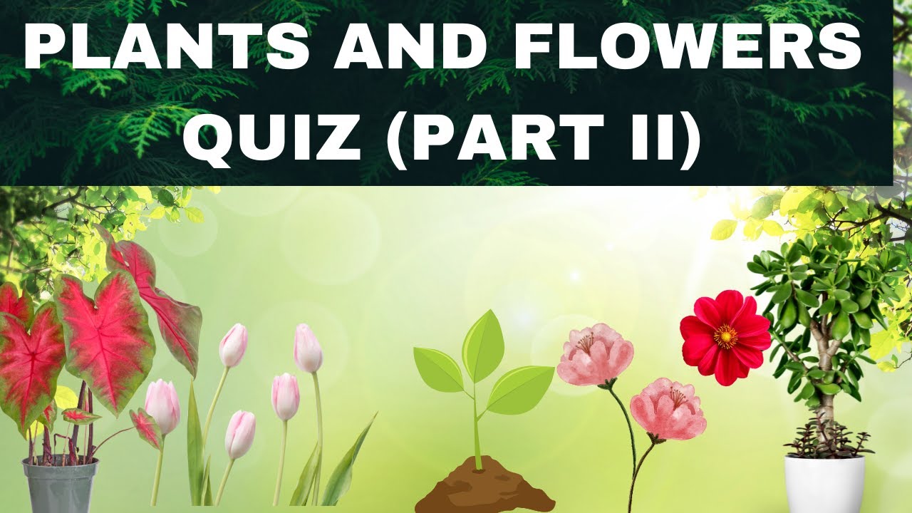 Plants And Flowers Quiz (Part II) !!! - YouTube