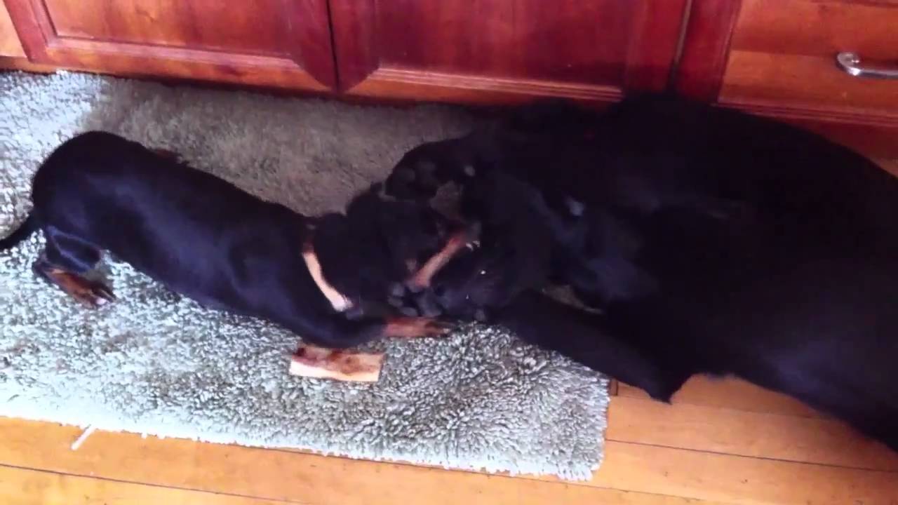 Labrador vs. Dachshund Fight Over Bone - YouTube