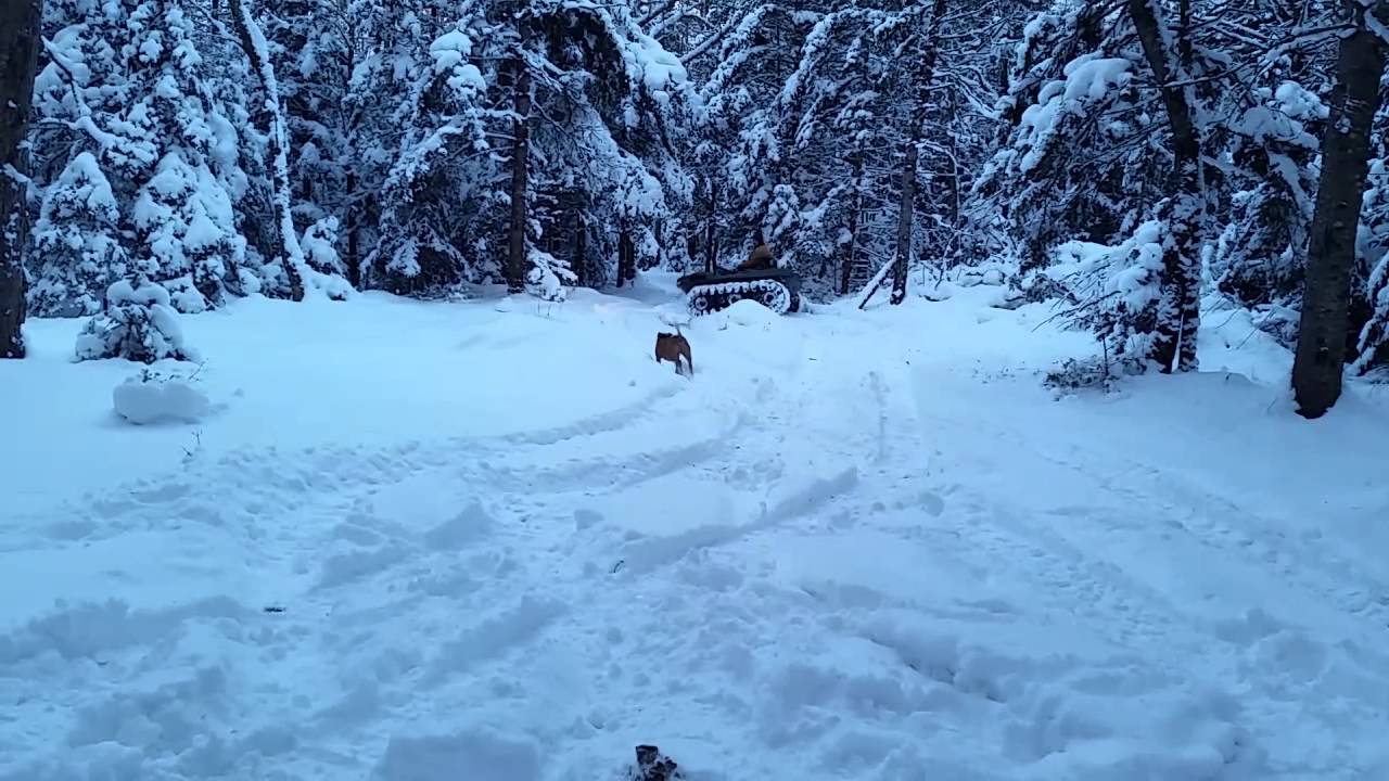 2001 Argo 6x6 in snow - YouTube