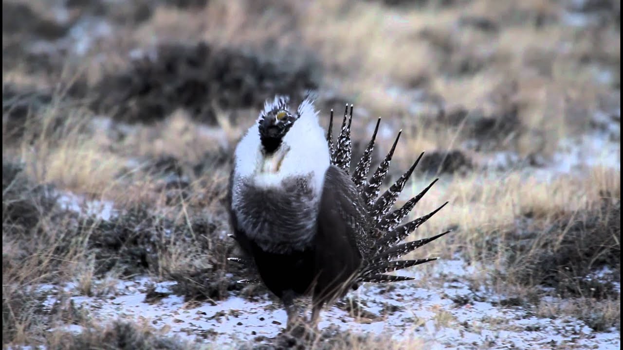Greater Sage-Grouse Display - YouTube