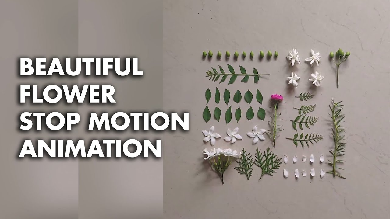 LEARN BEAUTIFUL FLOWER STOP MOTION ANIMATION IN 3 MINUTES!! | STOP ...