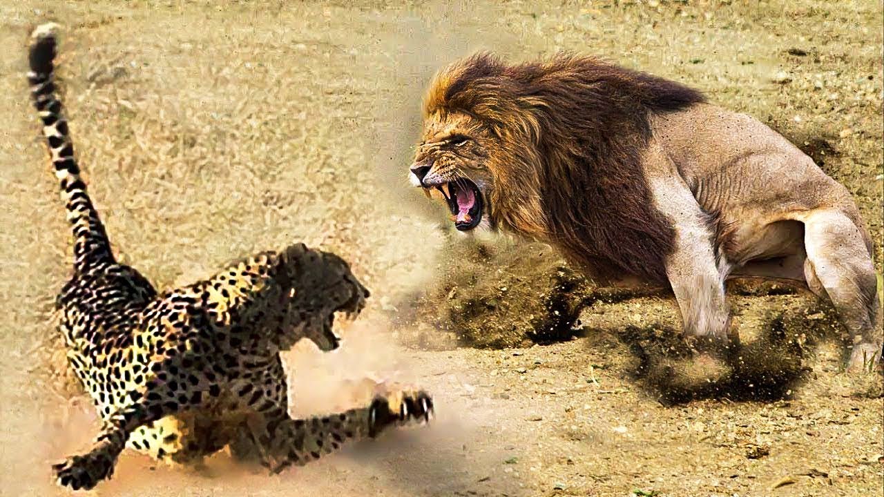 This Big Cat Fight Between A Lion And A Leopard Turns Into Unexpected ...
