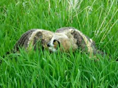 Young Great Horned Owl in Defensive Mode - YouTube