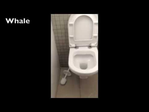 How animals pee