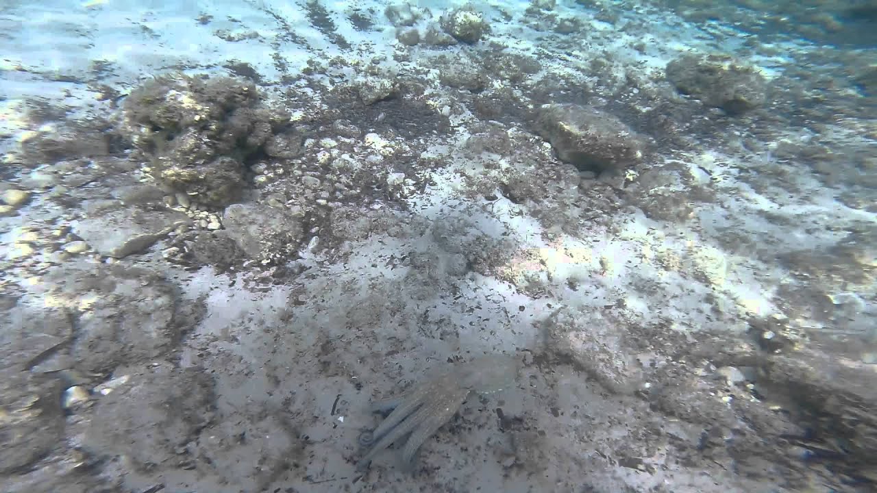 Small Octopus in Zaglav, Vis (Croatia) - YouTube