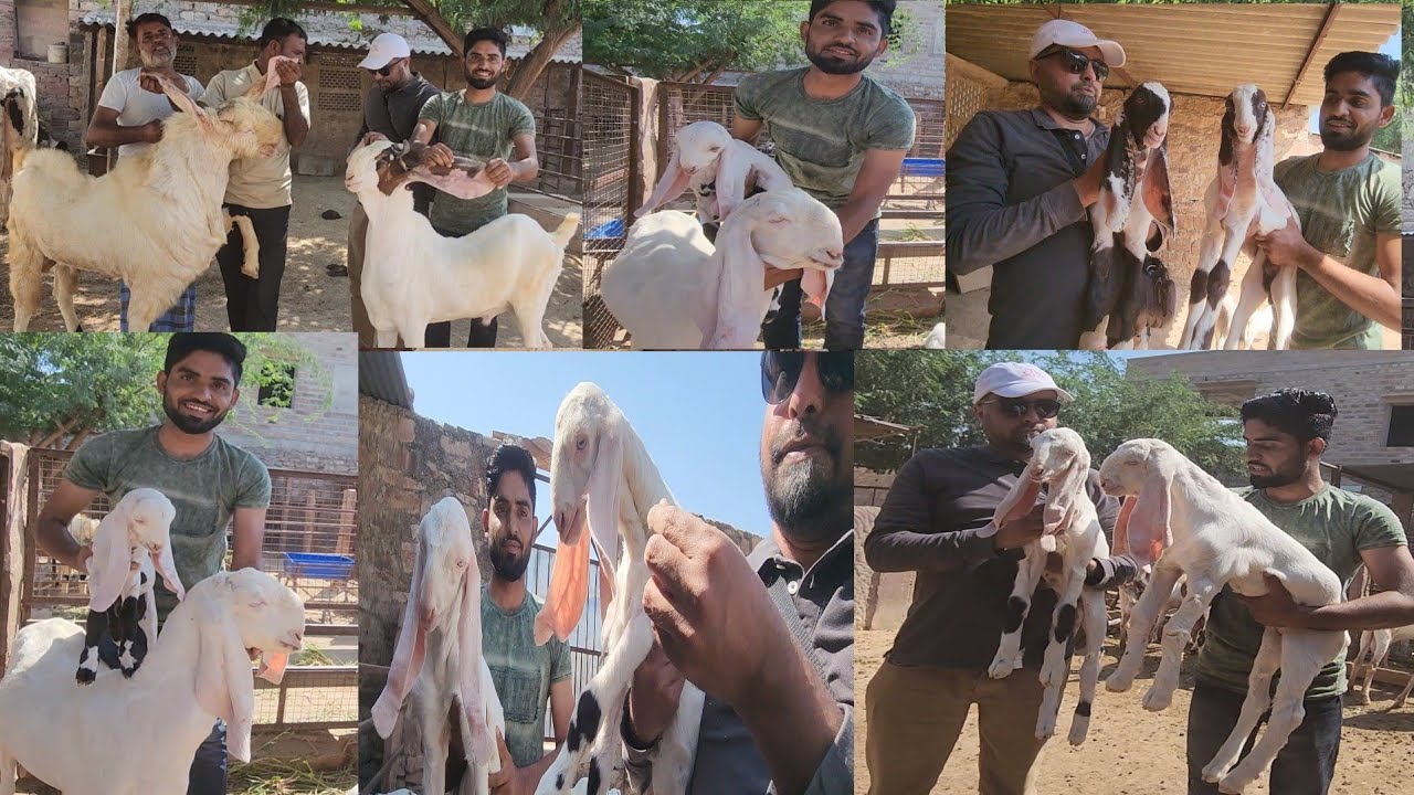 World Ki Breed Ko Piche Chodte Hue Khan Goat Farm Pipad Jodhpur | Successful Goat Breeding Setup ...