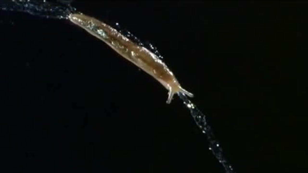 The Secrets of Slug Slime | Animal Camera | BBC Earth - YouTube