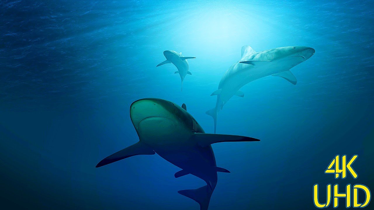 Underwater in 4K || 4K UltraHD 60fps || Relaxing Music - YouTube