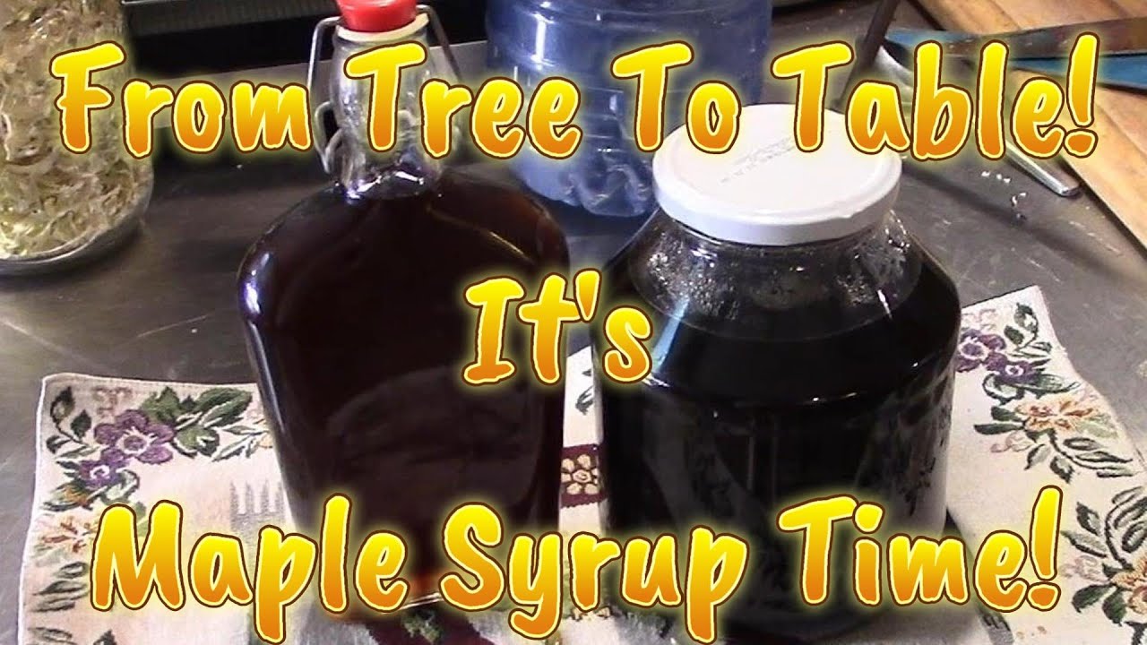 From Tree To Table! Our First Batch of Maple Syrup! - YouTube