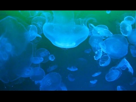 Meditation Relaxation - Jellyfish Aquarium - 23Min Calming Soothing ...