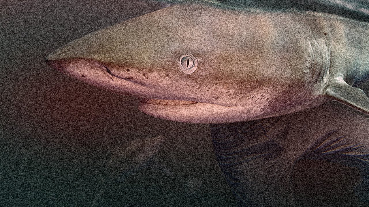 What Was The Worst Shark Attack In History YouTube what-was-the-worst-shark-attack-in-history-youtube