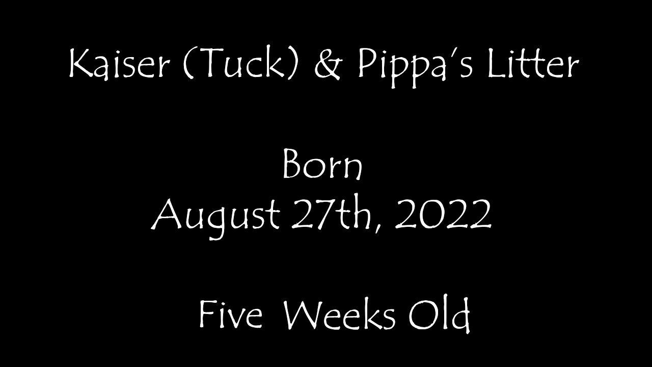 Sharmink Kaiser & Pippa Litter Born 2022 08 27 Five Weeks - YouTube