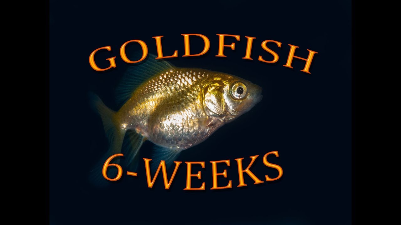 Ryukin Goldfish Fry Week 6 - YouTube