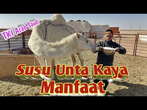 Melihat langsung Cara Meras Susu Unta || #CamelMilk #Camel