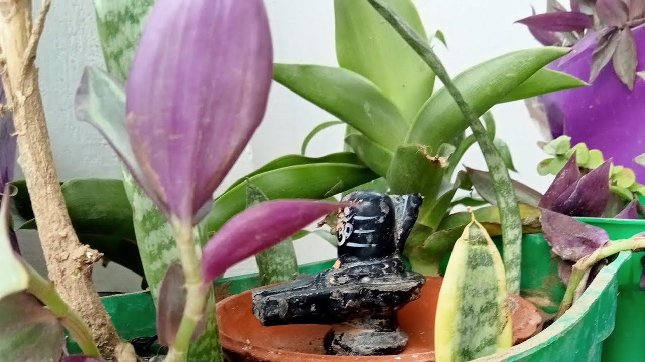 Har Har mahadev 🙏 summer me plant ko rkhne ka sahi tareeka 👍🙏👌| Happy ...