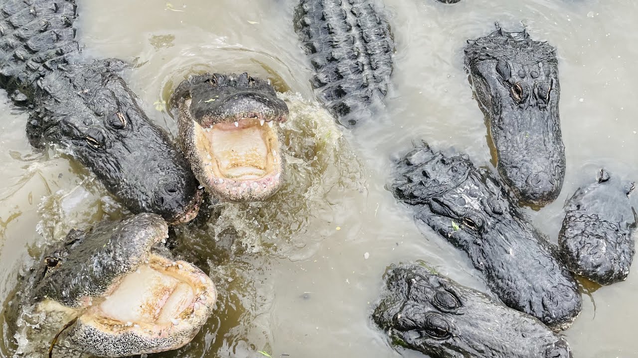 Feeding Feet to Alligators! - YouTube