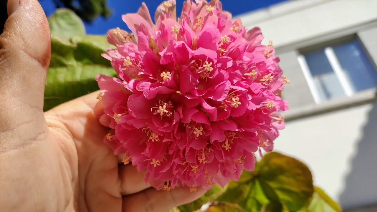 Pink Ball Tree (Dombeya wallichii) - eating Cookie Dough Flowers - YouTube