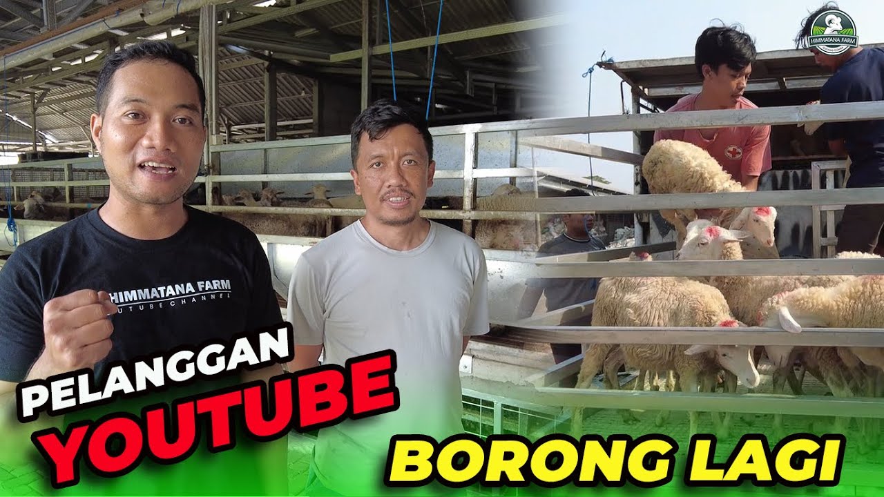 MAS ROFIK PELANGGAN DARI YOUTUBE DATANG DAN PILIH DOMBA HAMILAN LANGSUNG USG - YouTube