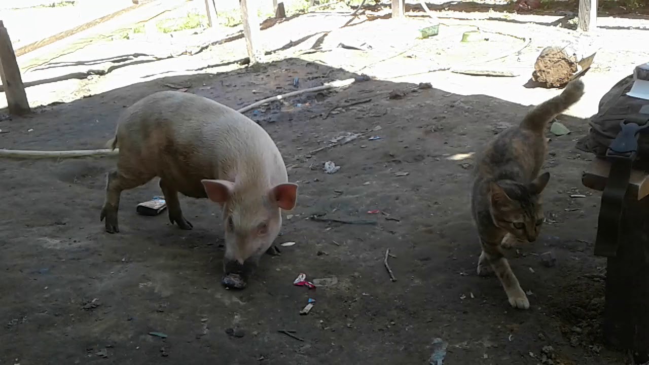 Babi vs Kucing||Siapa Menang? #shorts - YouTube